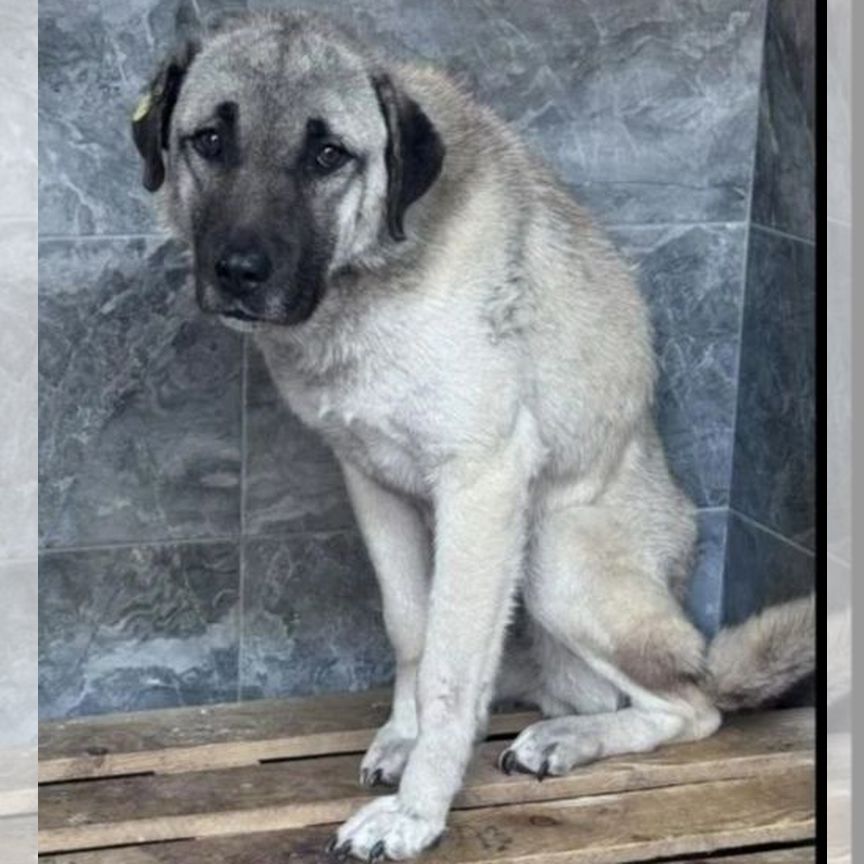 Взрослая собака в добрые руки