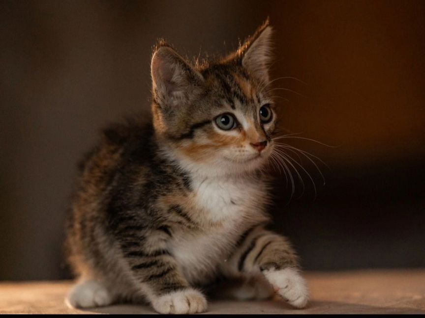 Маленькая красотка