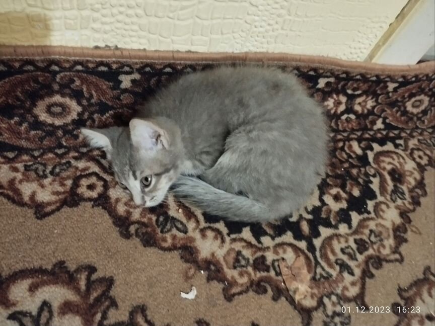Котики в добрые руки породистые