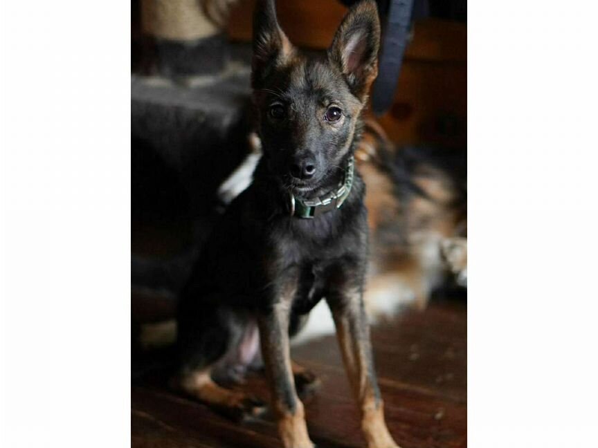 Щенок девочка 6 месяцев небольшая