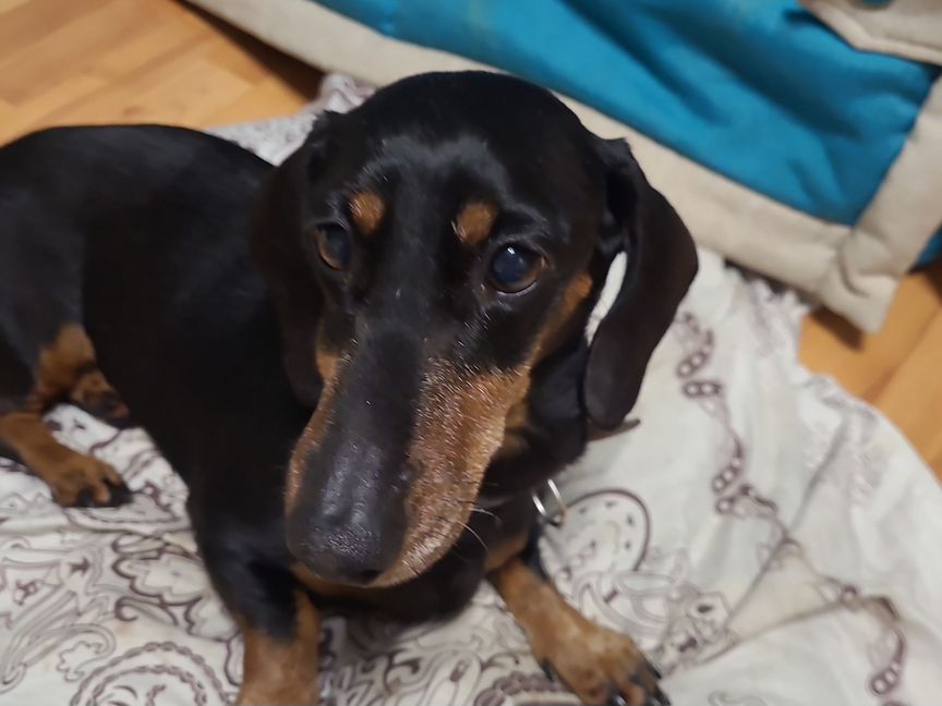 Собаки бесплатно такса карликовая