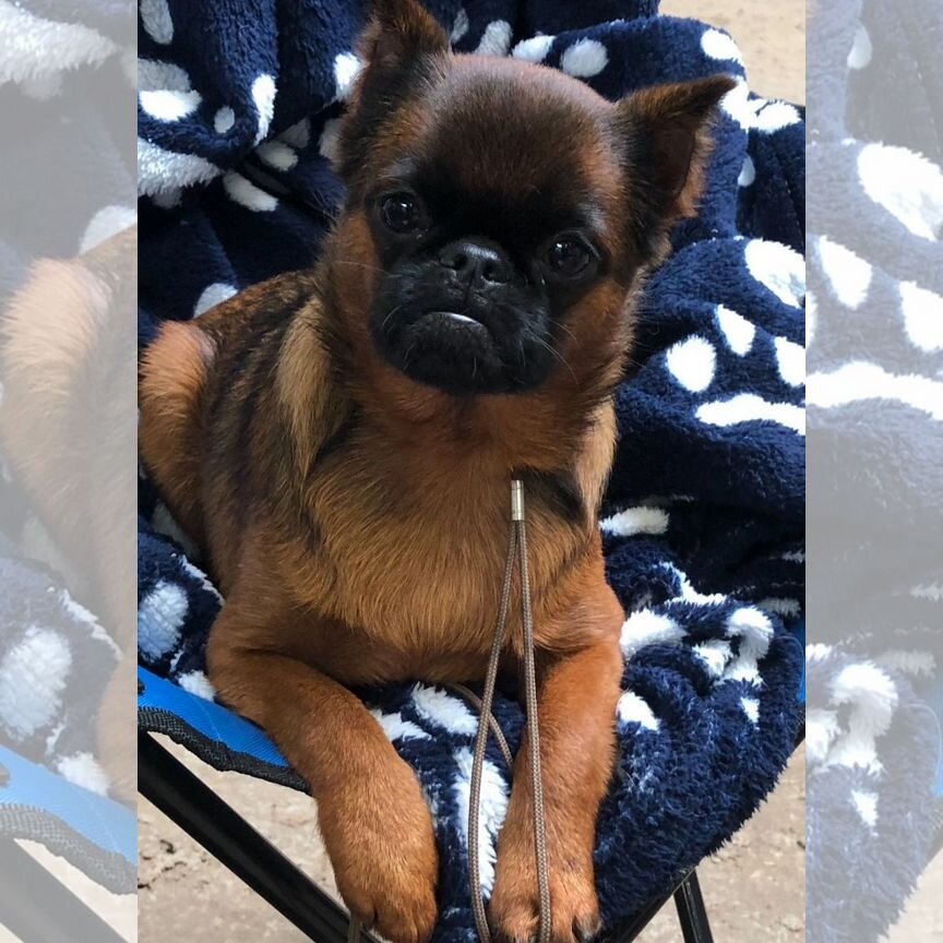 Мальчик Пти брабансон