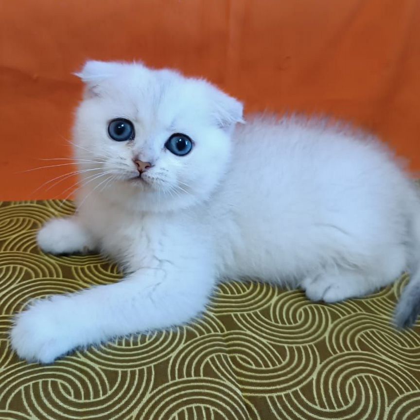 Шотландская Серебристая шиншилла