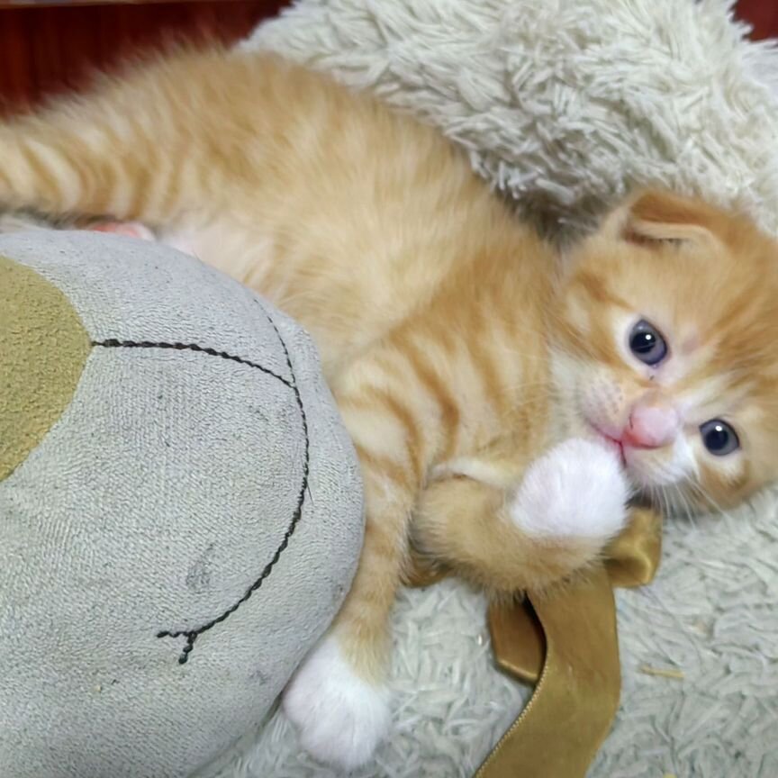 Шотландские котята