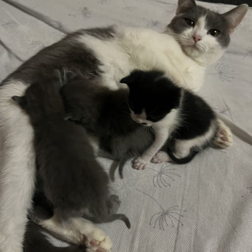 Котята отдам бесплатно в хорошие руки