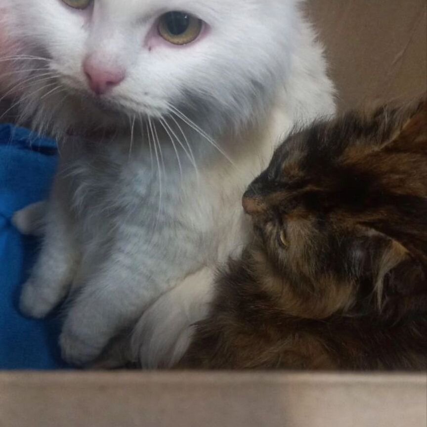 Кошке с котенком не куда идти