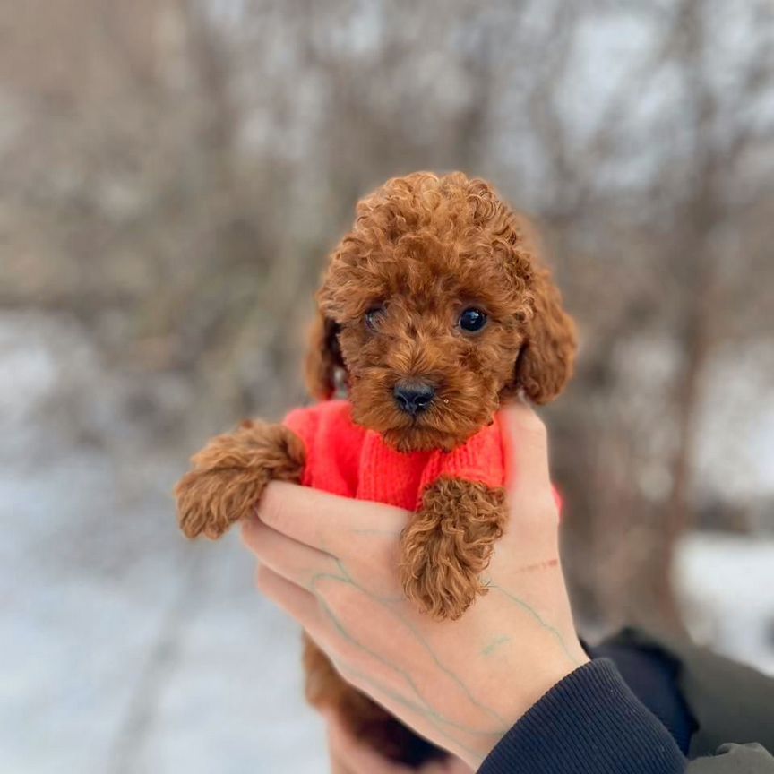 Той-пудель девочка ред