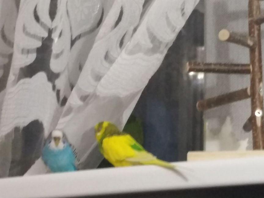 Волнистый попугай с клеткой