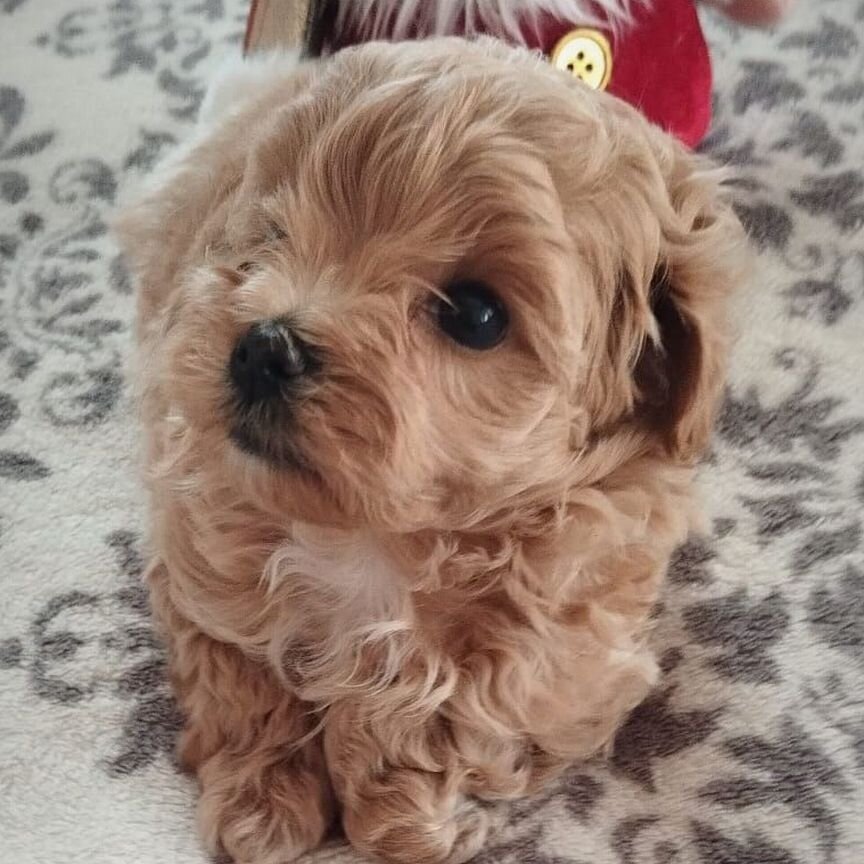 Мальтипу купить