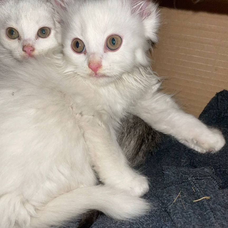 Лапочки котята