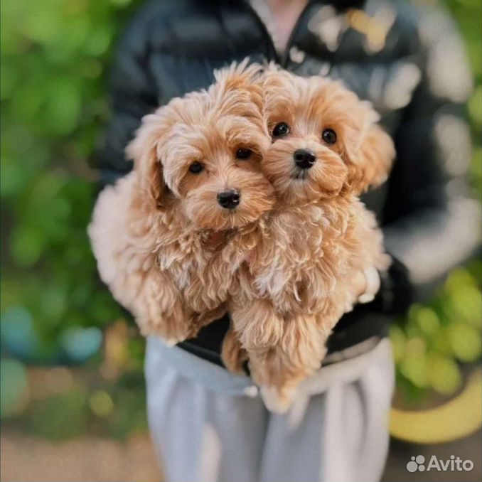 Мальтипу шоколадки