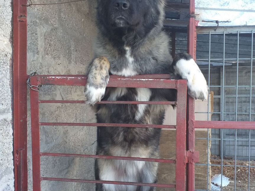 Кавказская овчарка девочка