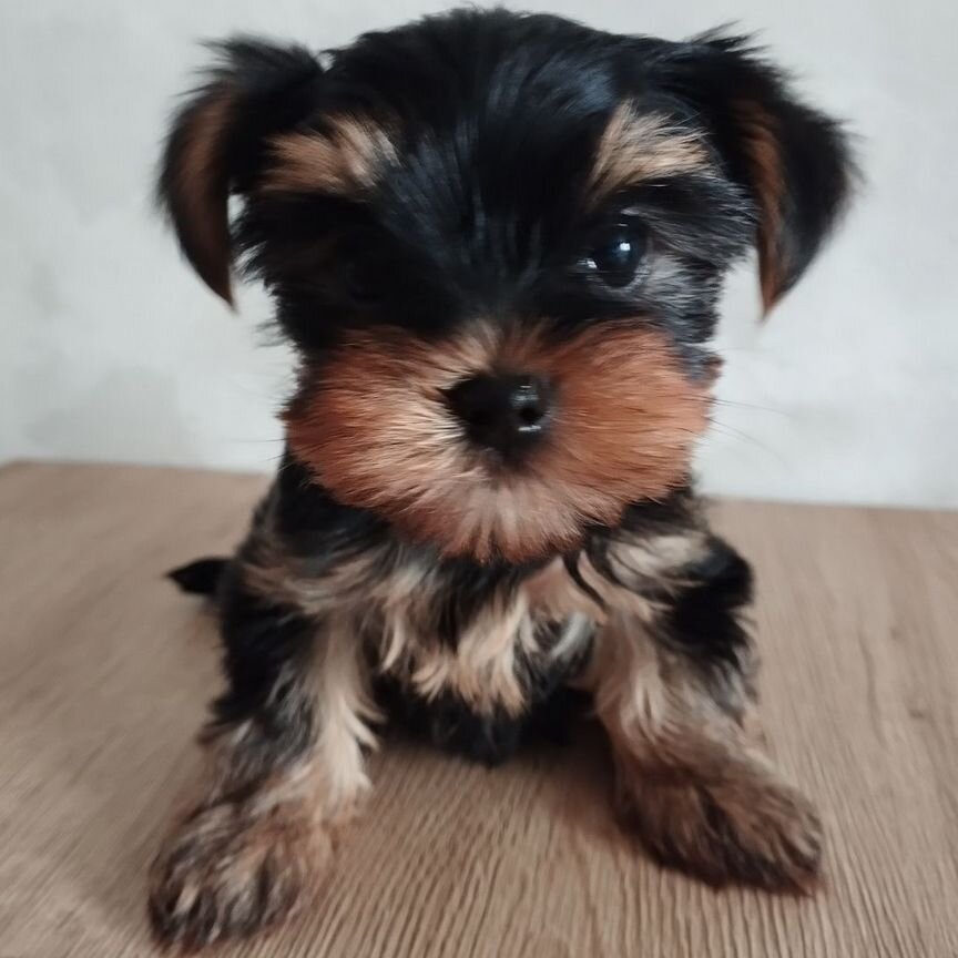 Йоркширский терьер, щенок