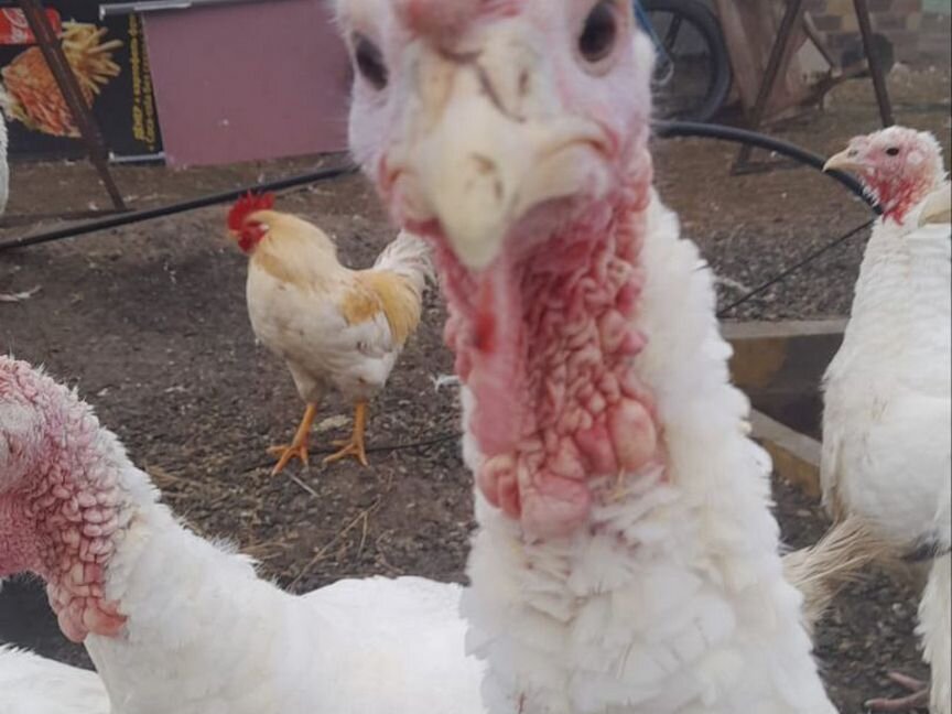 Мясо индюка