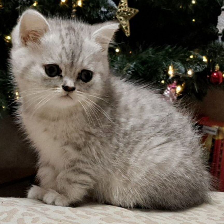 Британский длинношёрстный котёнок