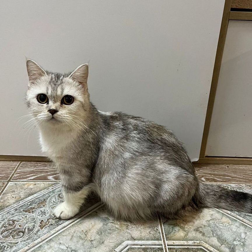 Манчкин