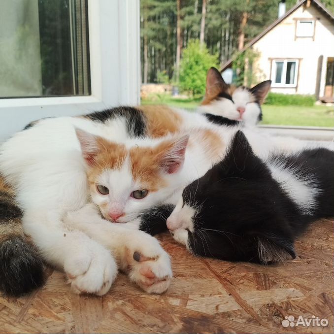 Котята, будущие охотники