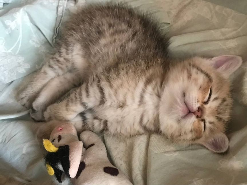 Шотландские котята