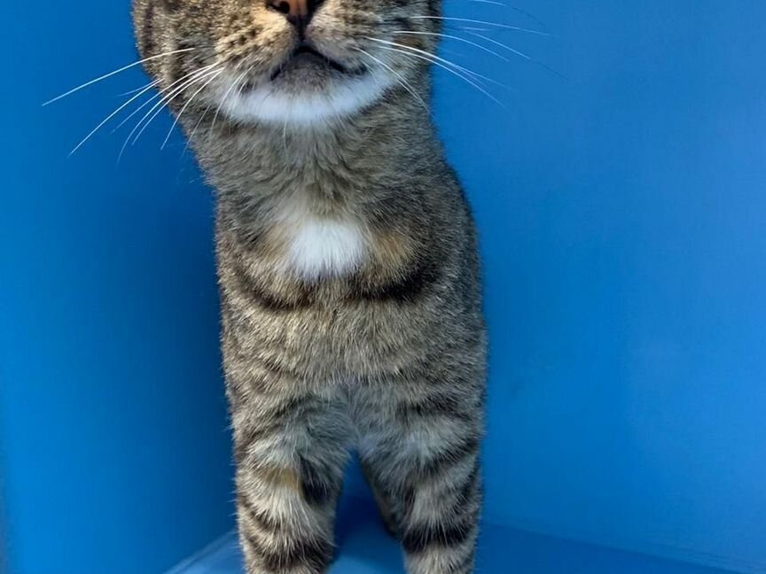 Кошка Ириска высматривает дом из бокса приюта