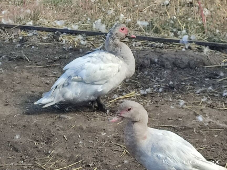 Индоутки лаванда