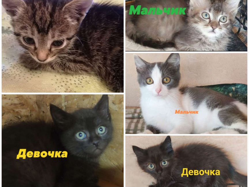 Котята в добрые руки