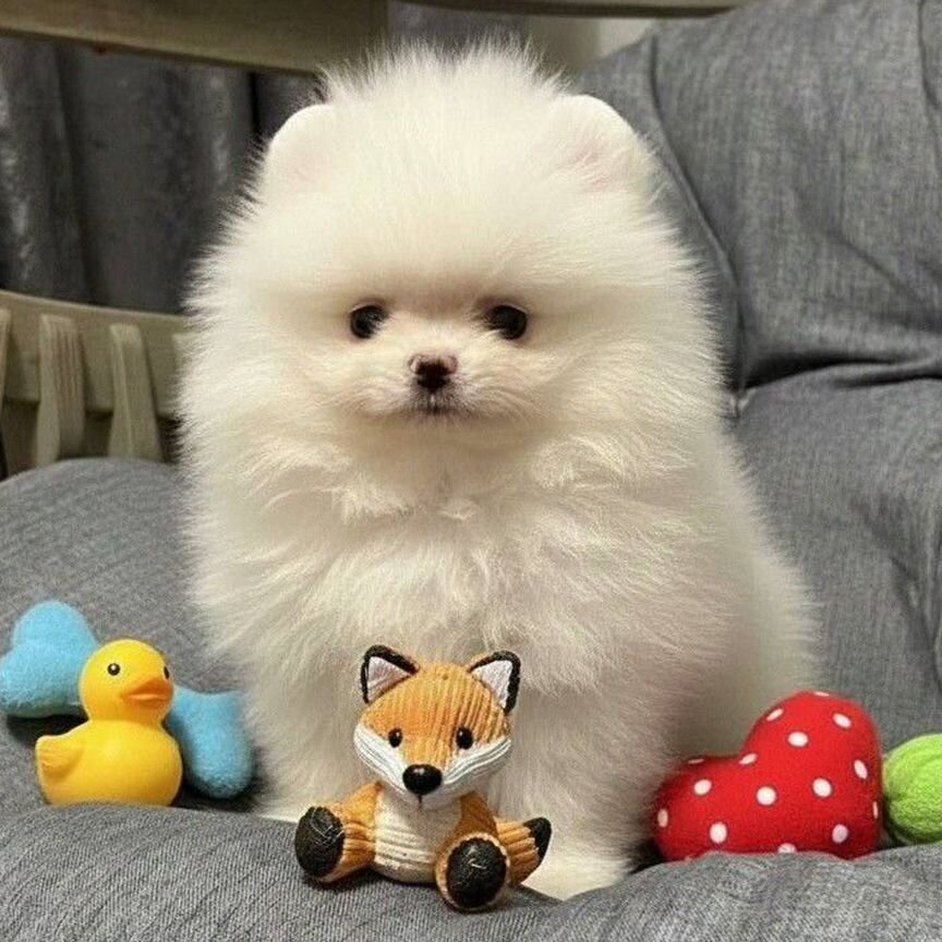 Померанский шпиц, щенок