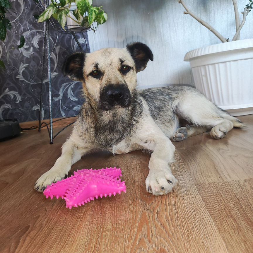 Собака в добрые руки