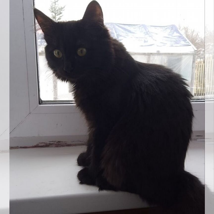 Молодая ловчая кошечка 6 месяцев