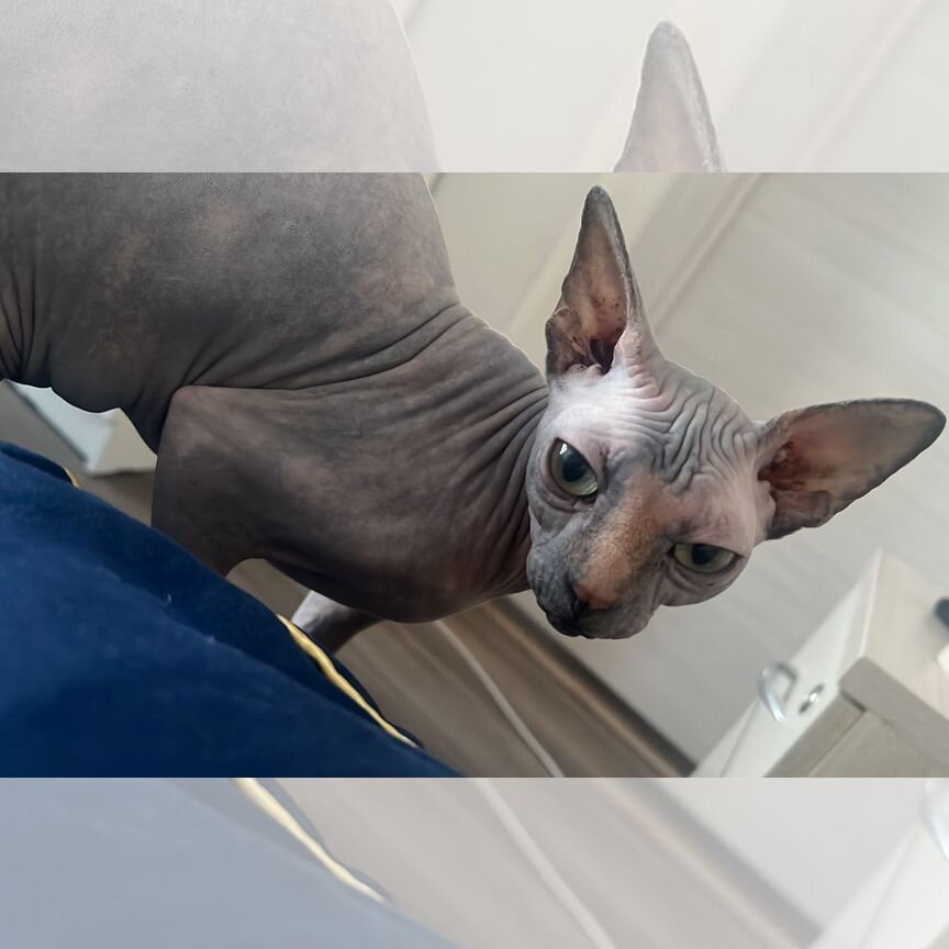 Канадский сфинкс, взрослый кот