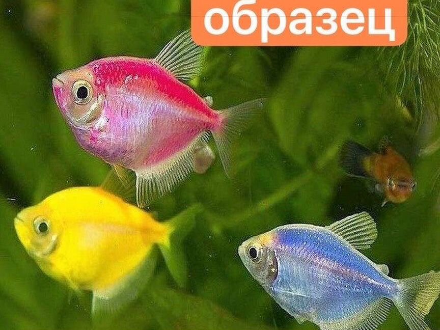 Рыба Тернеция