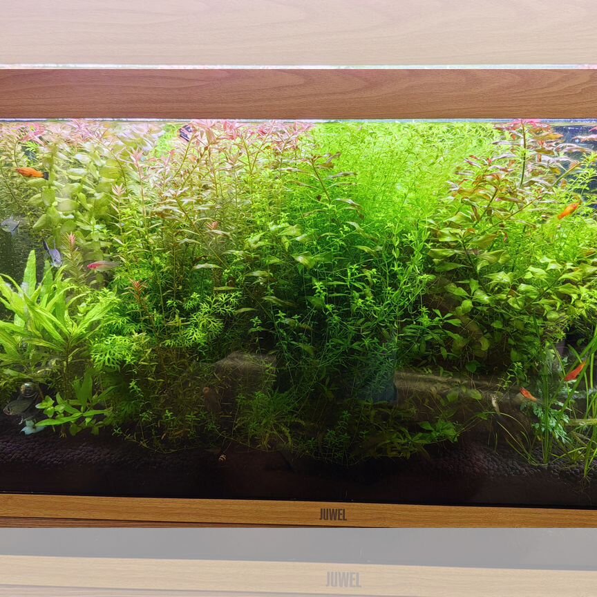 Аквариумные растения