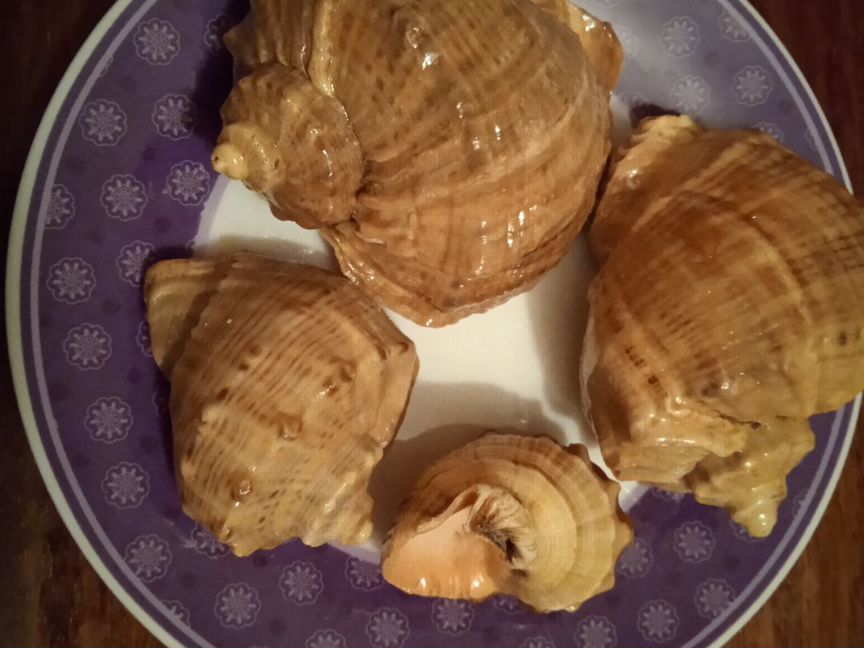 Ракушки