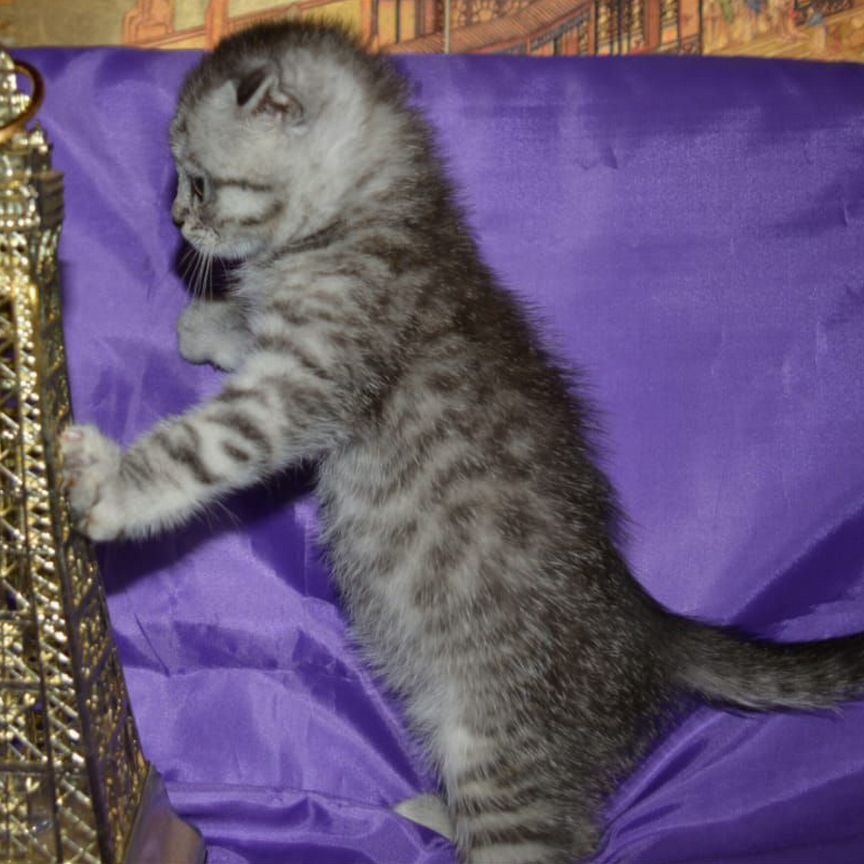 Шотландская вислоухая кошечка