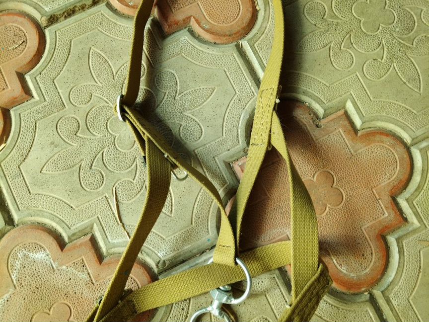 Недоуздок для Бычков