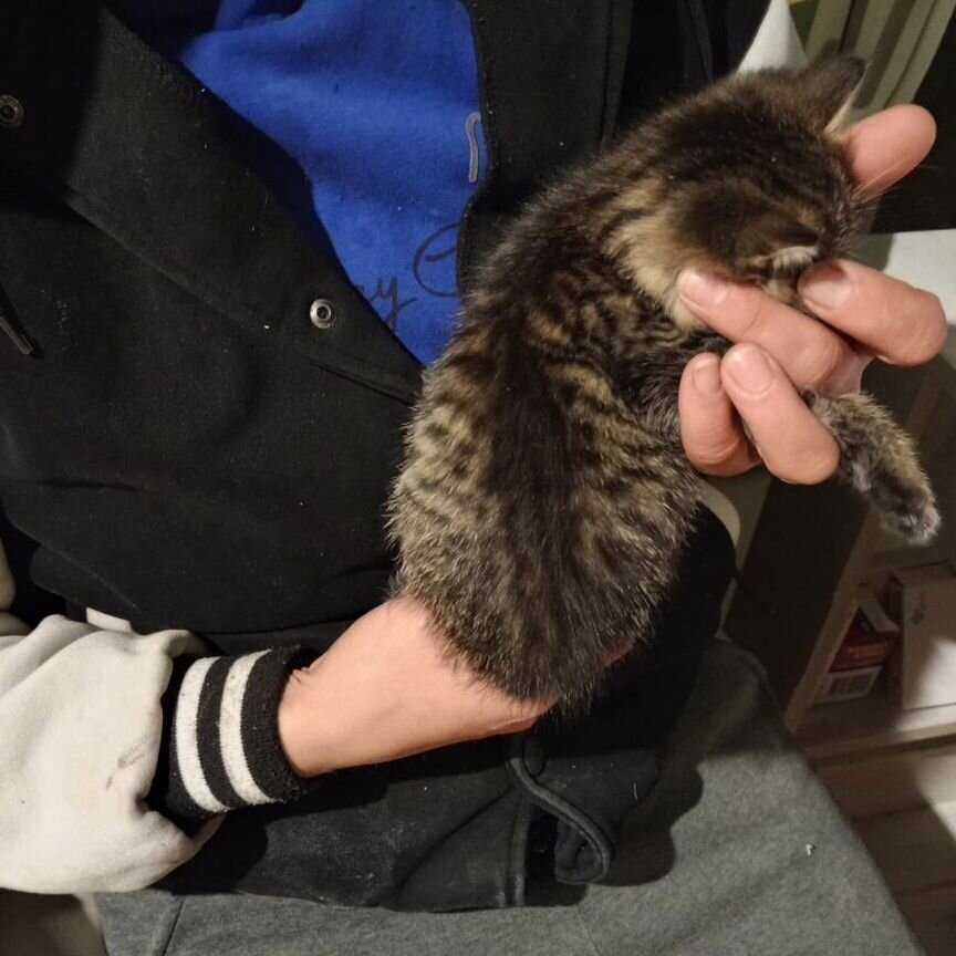 Котёнок в добрые руки