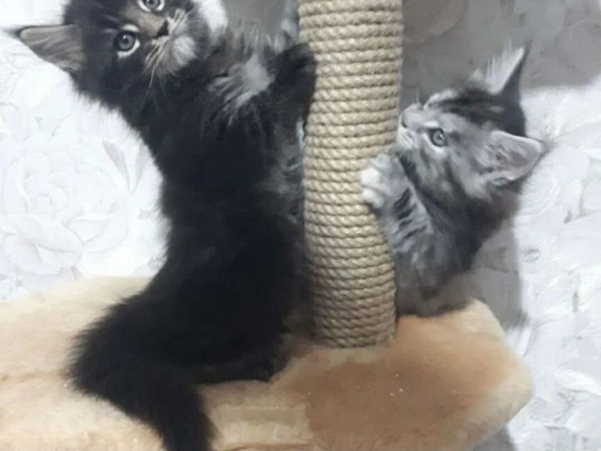 Пушистые товарищи в вашу семью