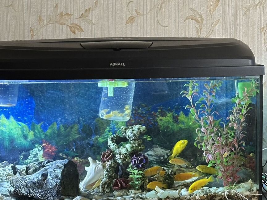 Взрослые цихлиды еллоу