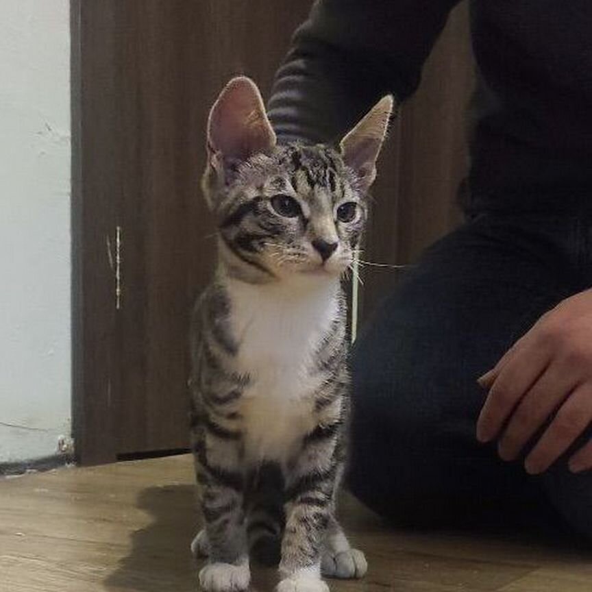 Кошка ищет дом