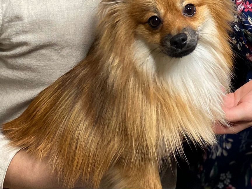 Малый немецкий шпиц лисенок 2,5 года