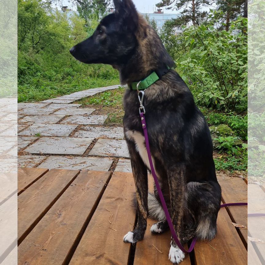 Собака-подросток ищет дом