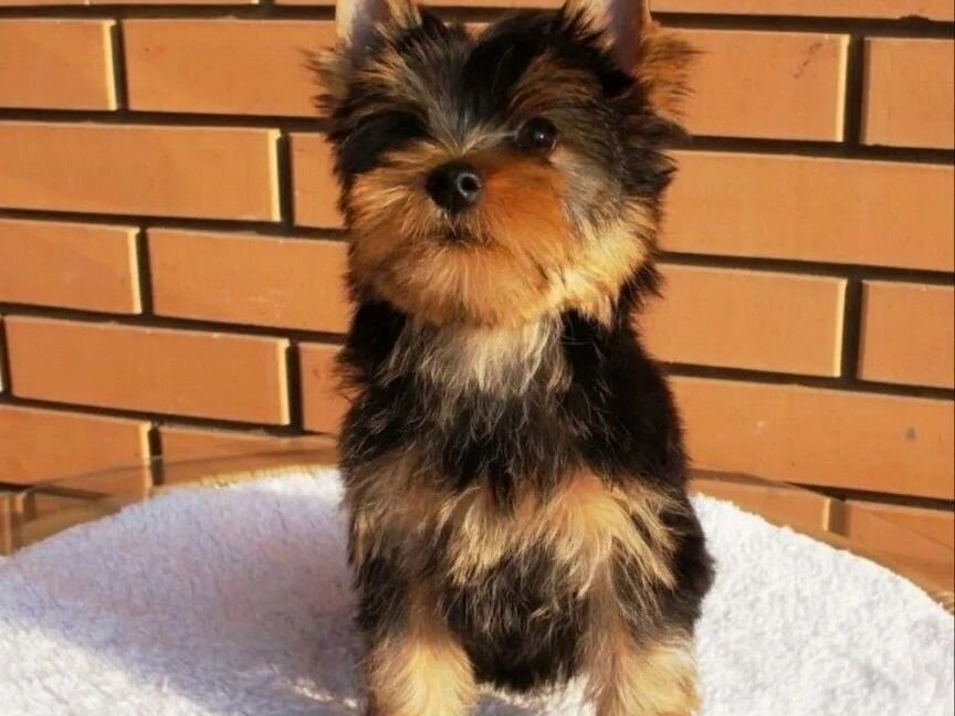 Щенки йоркширского терьера доставка РФ