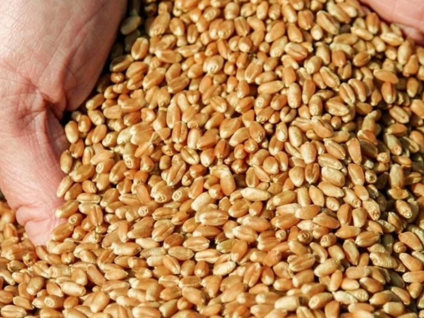 Зерно пшеница ячмень продам