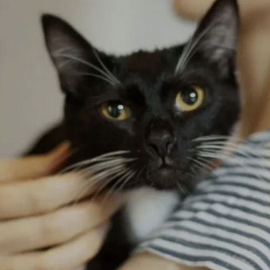 Очаровательная кошечка Джинни в добрые руки