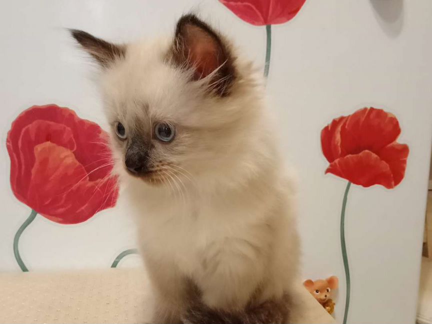 Невская голубоглазка