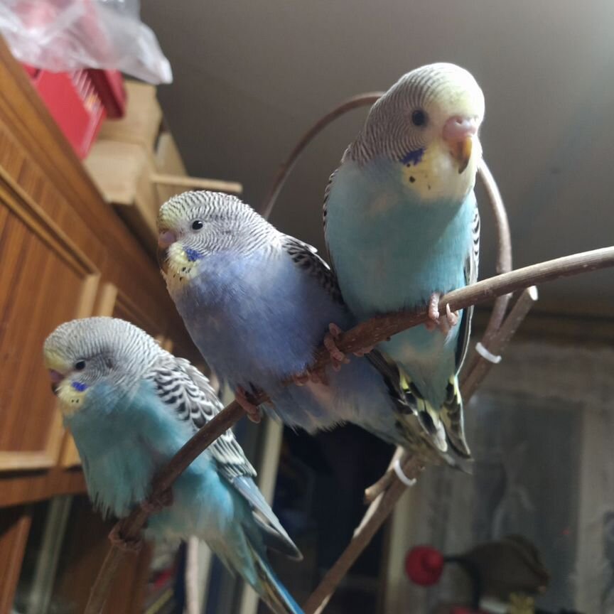 Попугай к разговору