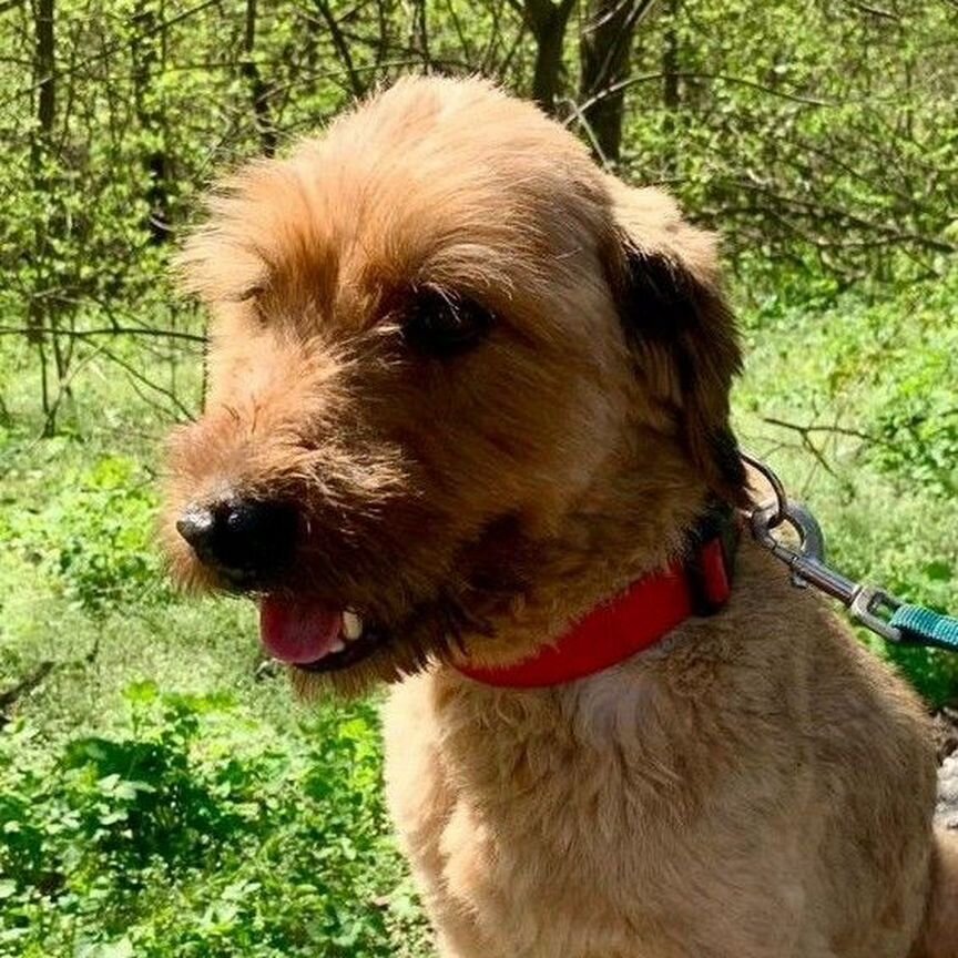 Молодой небольшой терьеристый пёс в добрые руки