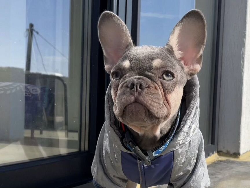 Французский бульдог щенки