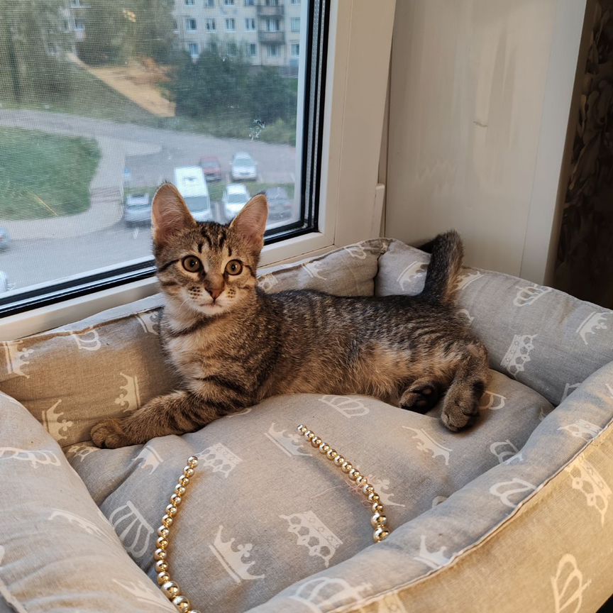 Котенок в добрые руки