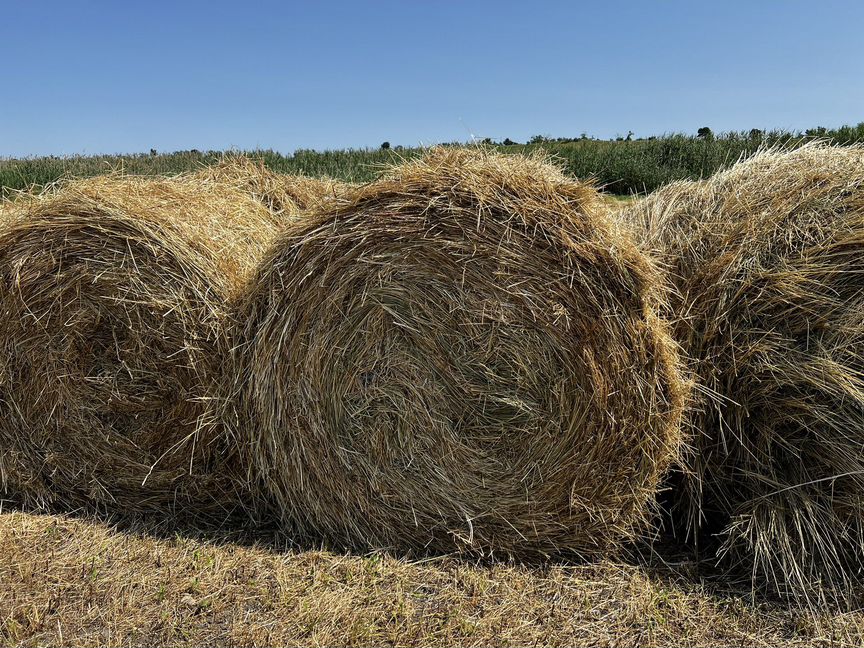 Сено разнотравие