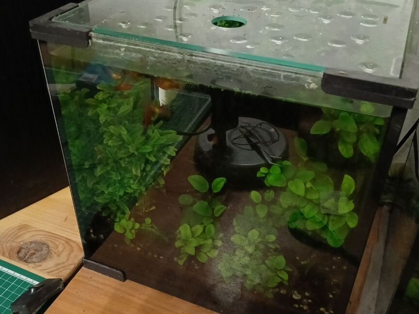 Аквариум с рыбками растениями и фильтрами